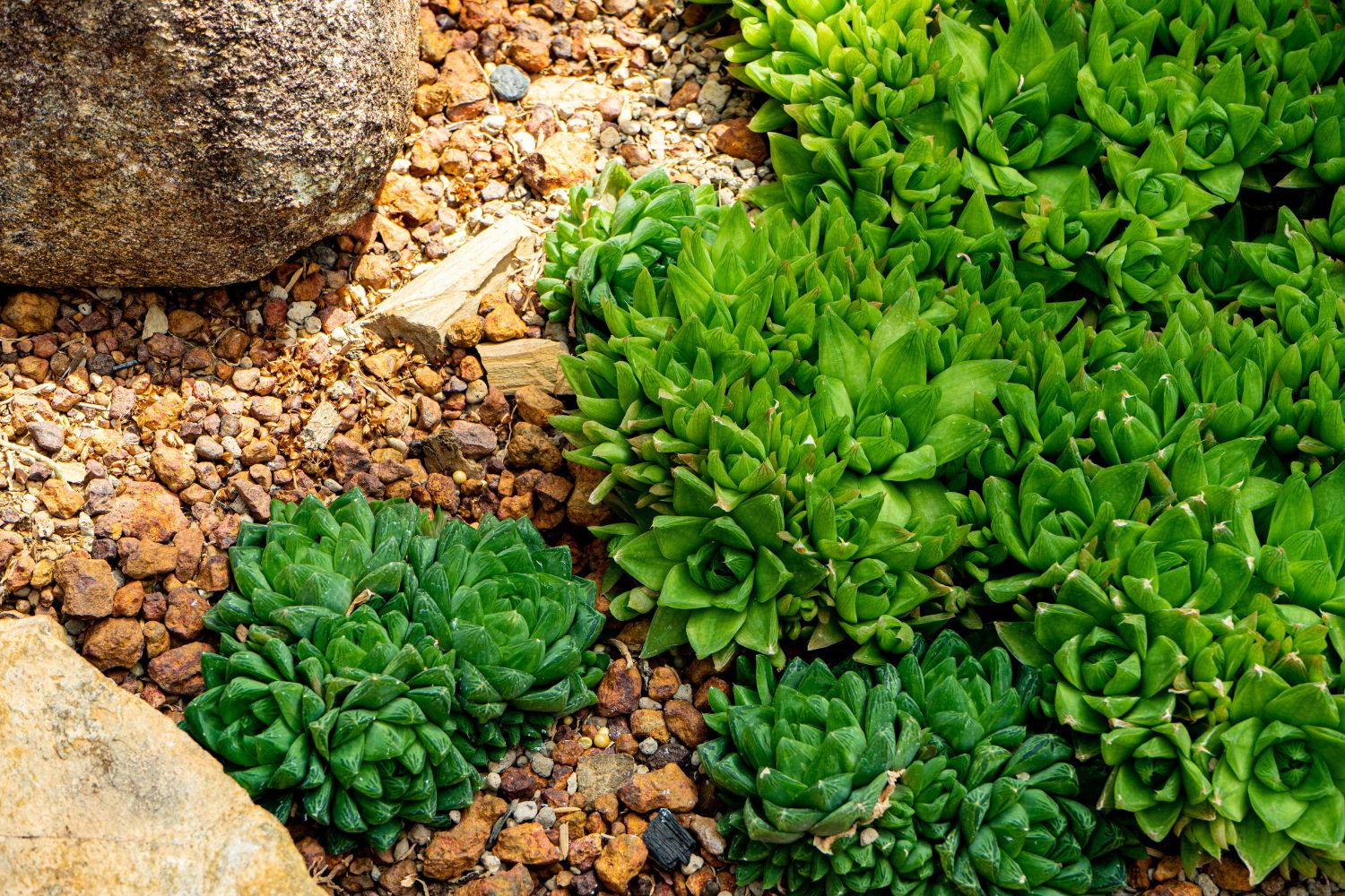 Planting for a Sustainable Future: 15 Drought Tolerant Landscape Ideas ...