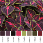 Color Palettes: Using Plants to Create Unique Color Combinations ...
