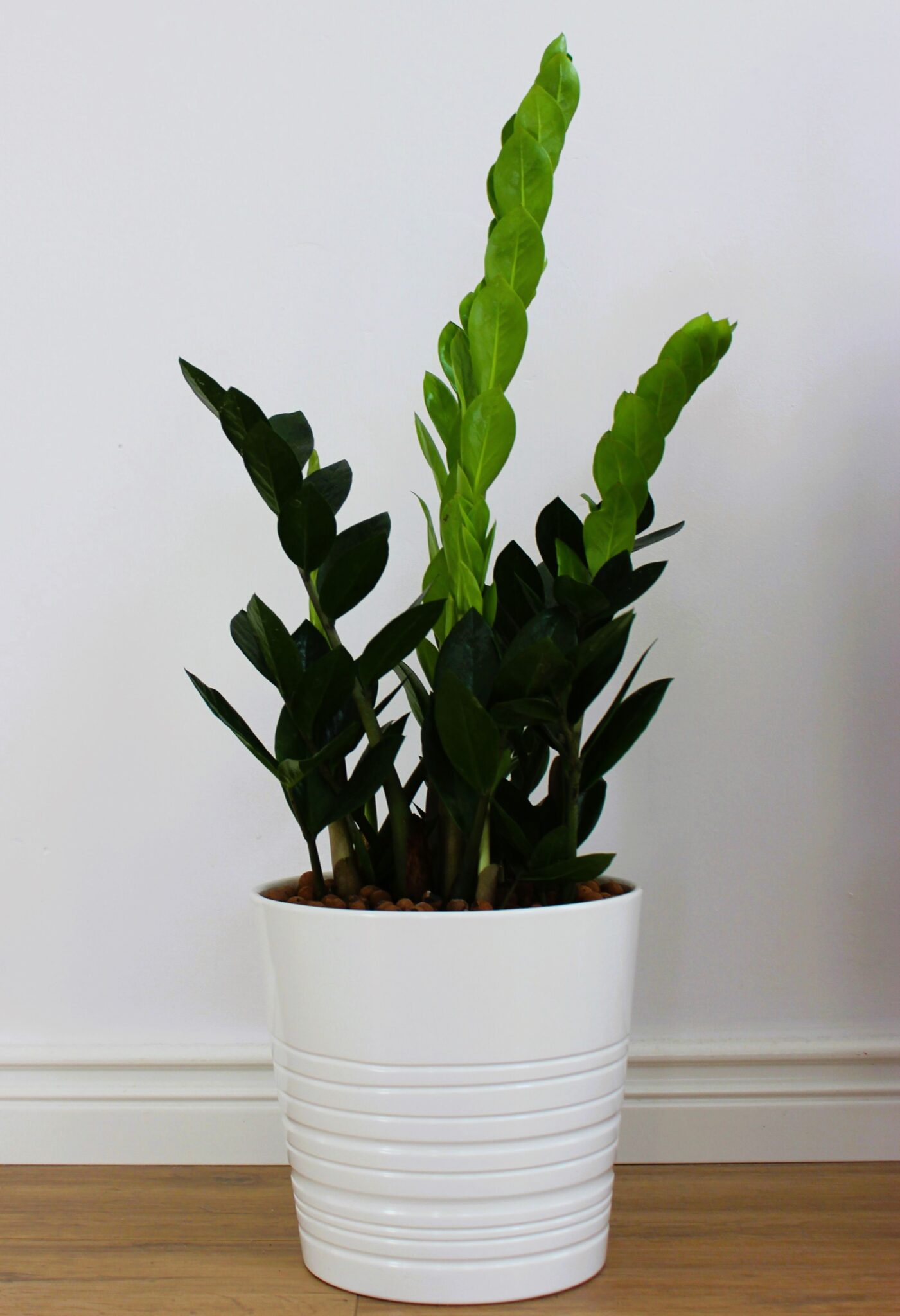 Low-Maintenance Plants: The best 10 houseplants with Minimal Watering ...