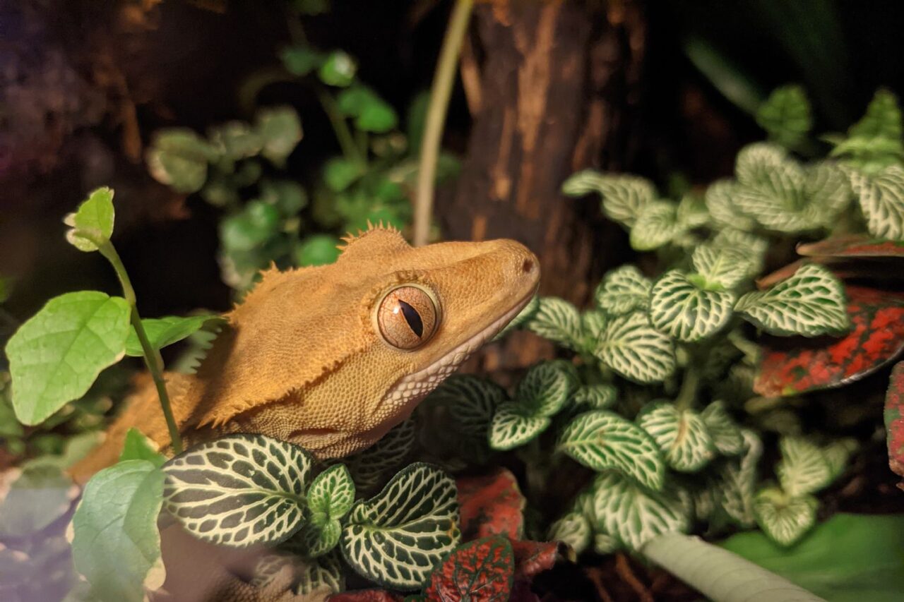 Creating Harmony in Miniature: A Guide to Bioactive Vivariums | Bloom ...