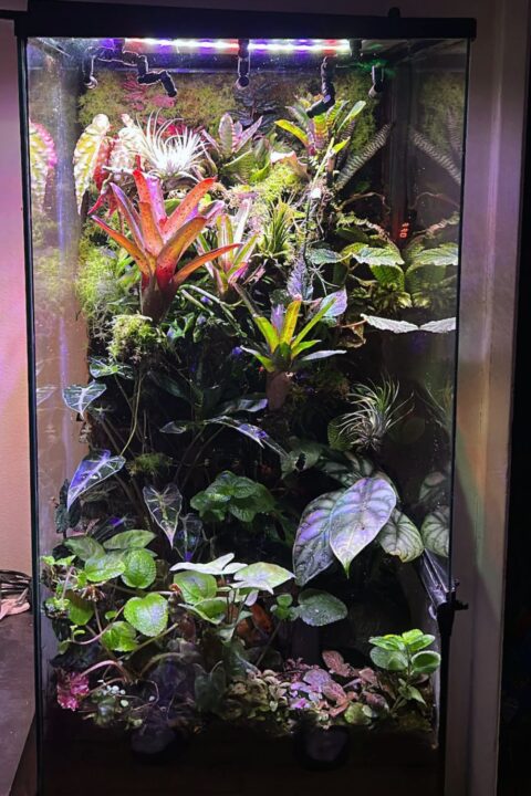 Creating Harmony in Miniature: A Guide to Bioactive Vivariums | Bloom ...