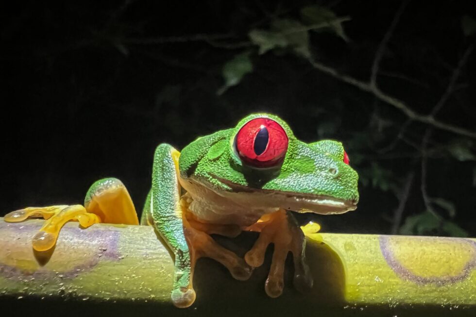 The Ultimate Guide to Building a Bioactive Vivarium for Arboreal ...