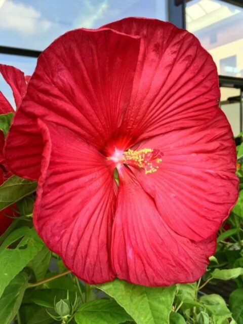 Lovely Hibiscus - How to grow and care for a Hibiscus? | Bloom and Boughs