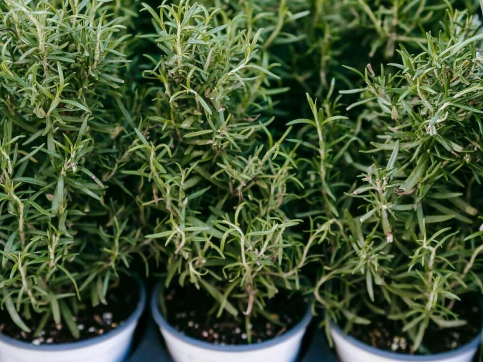 The Magic of Rosemary: Benefits, Care, and Propagation Tips | Bloom and ...