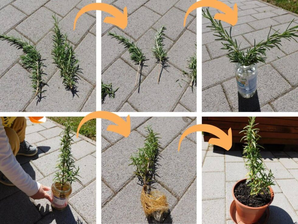 The Magic of Rosemary: Benefits, Care, and Propagation Tips | Bloom and ...